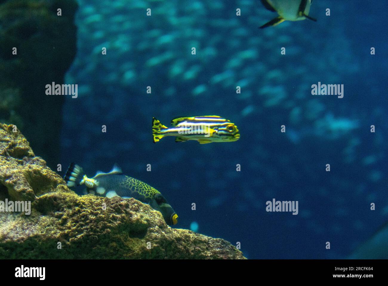 Amazing photos taken at Aquarium in Paris Stock Photo - Alamy