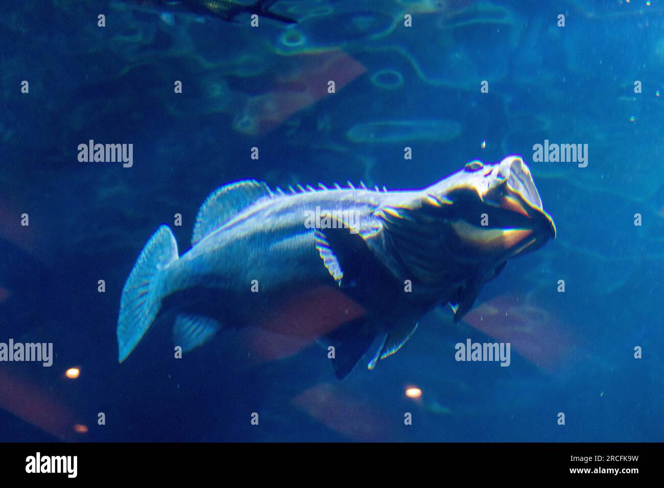 Amazing photos taken at Aquarium in Paris Stock Photo - Alamy