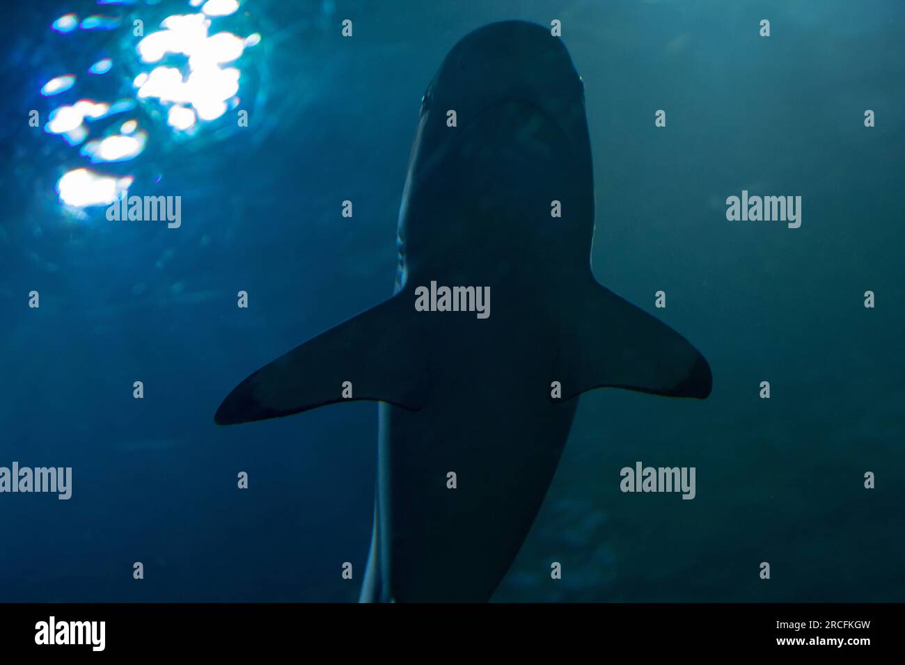 Amazing photos taken at Aquarium in Paris Stock Photo - Alamy