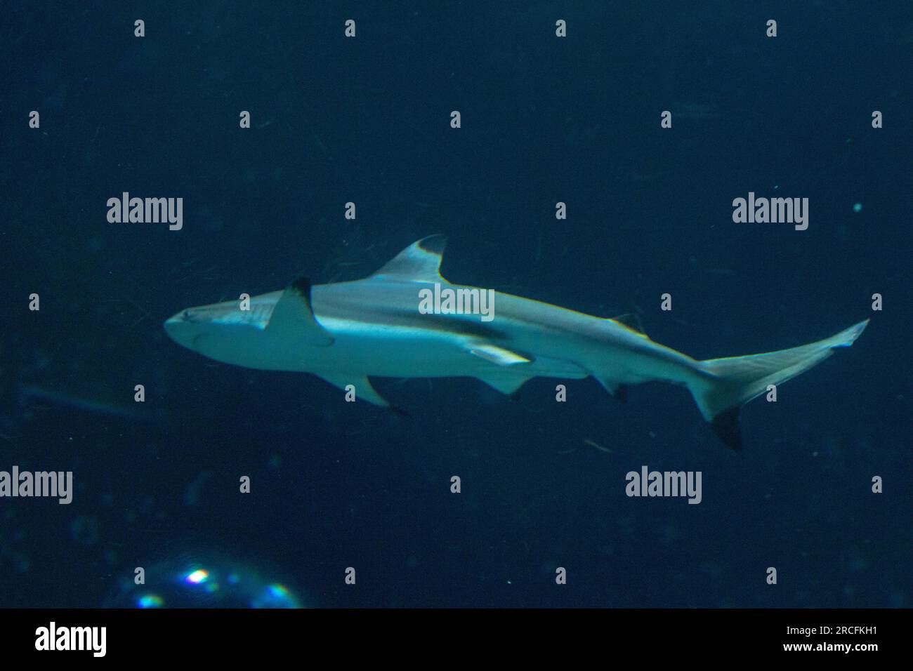 Amazing photos taken at Aquarium in Paris Stock Photo - Alamy