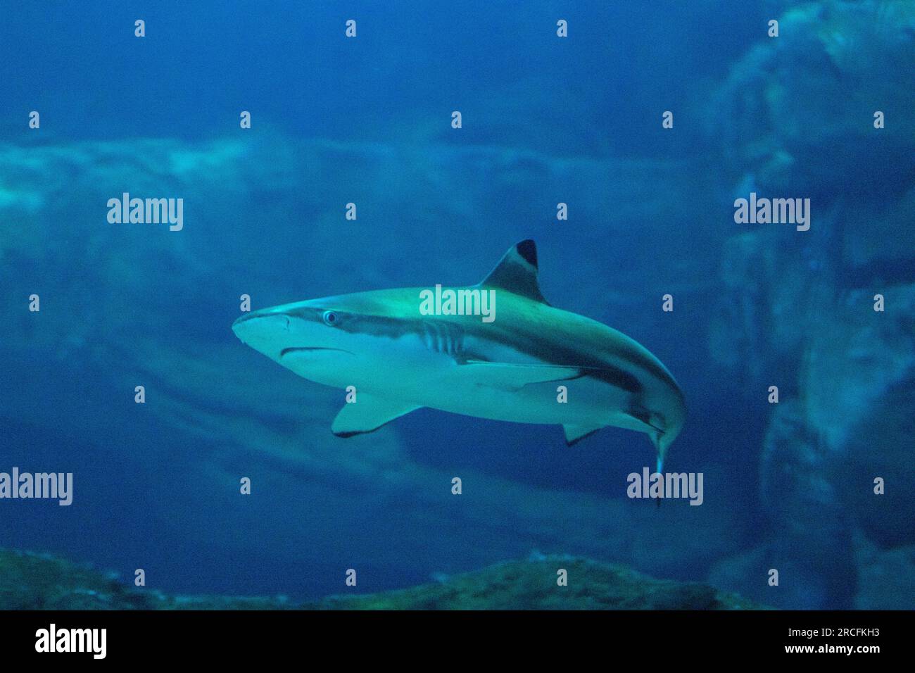 Amazing photos taken at Aquarium in Paris Stock Photo - Alamy