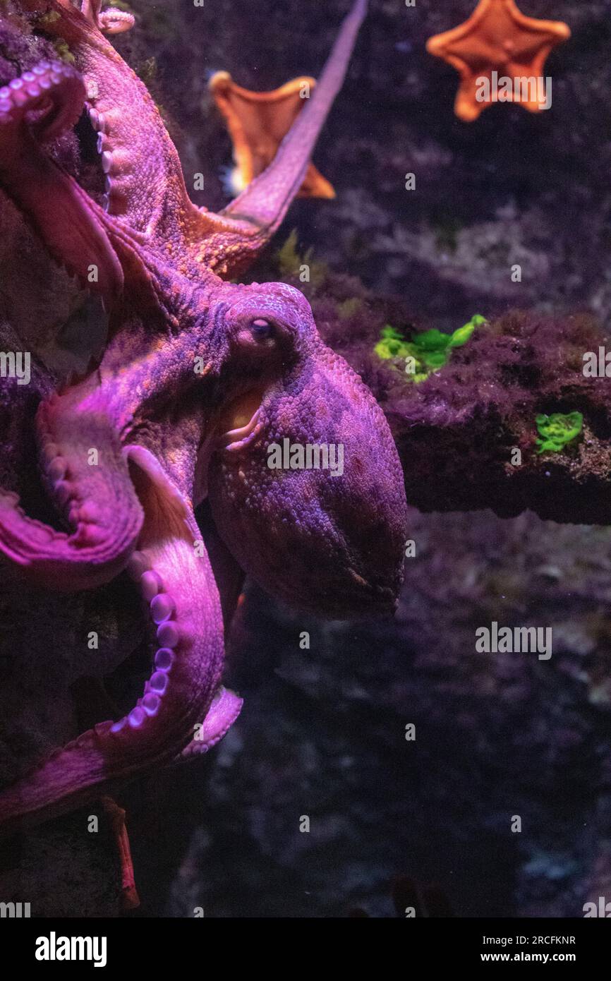 Amazing photos taken at Aquarium in Paris Stock Photo - Alamy