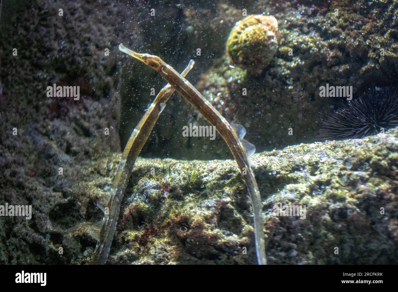 Amazing photos taken at Aquarium in Paris Stock Photo - Alamy
