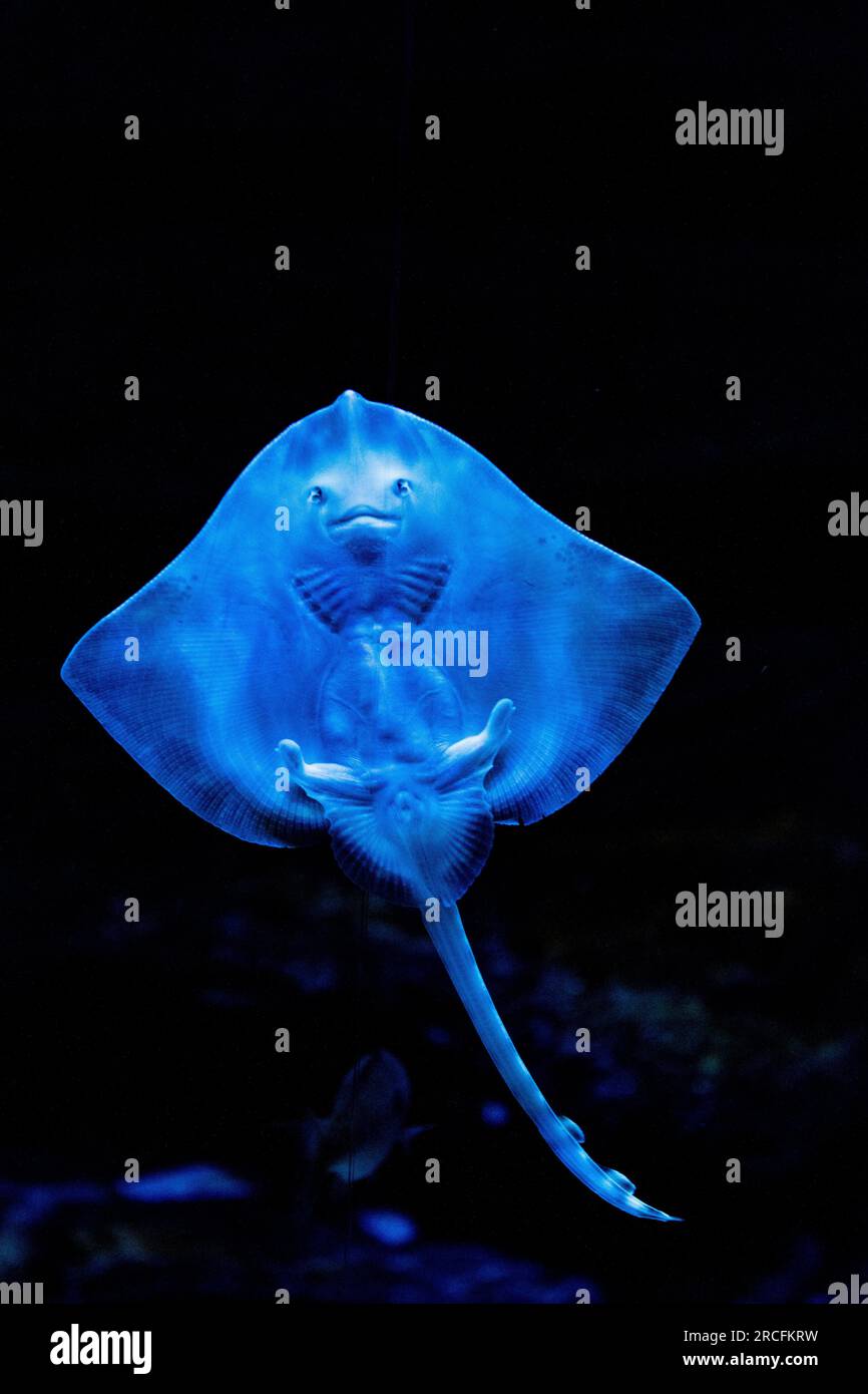 Amazing photos taken at Aquarium in Paris Stock Photo - Alamy