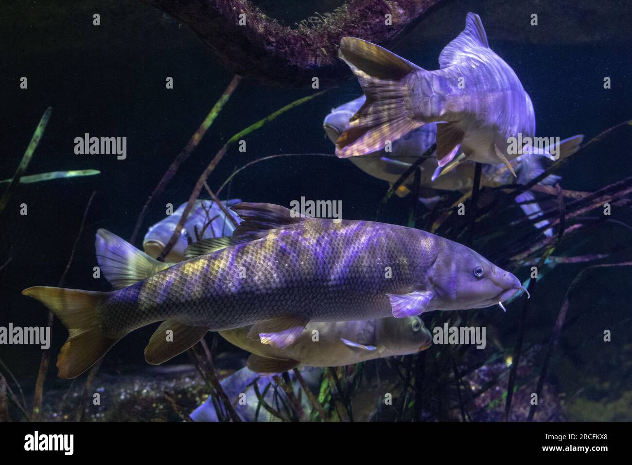 Amazing photos taken at Aquarium in Paris Stock Photo - Alamy