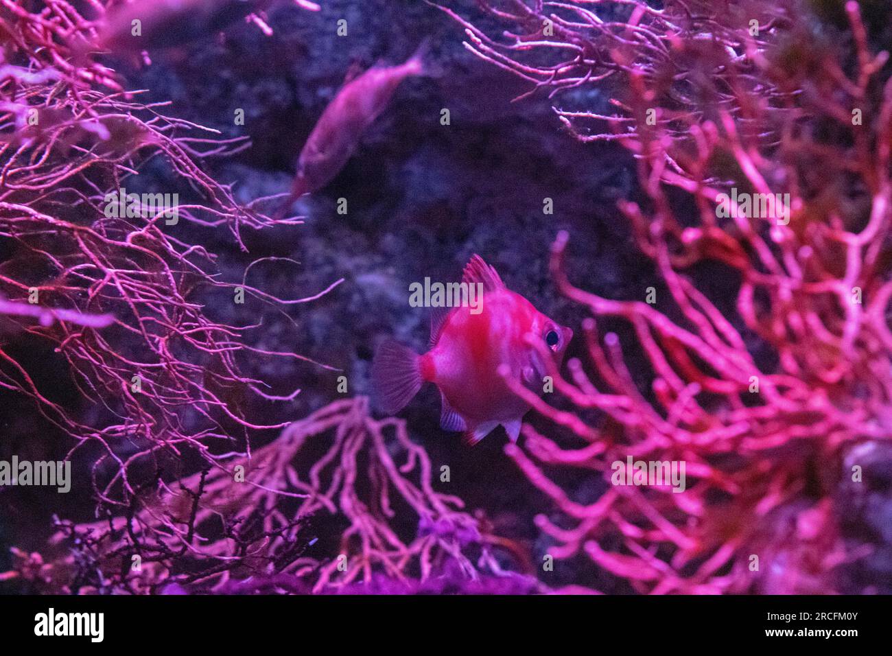 Amazing photos taken at Aquarium in Paris Stock Photo - Alamy