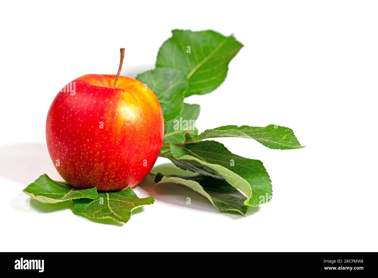 Apple and leaves isolated against white background Stock Photo - Alamy
