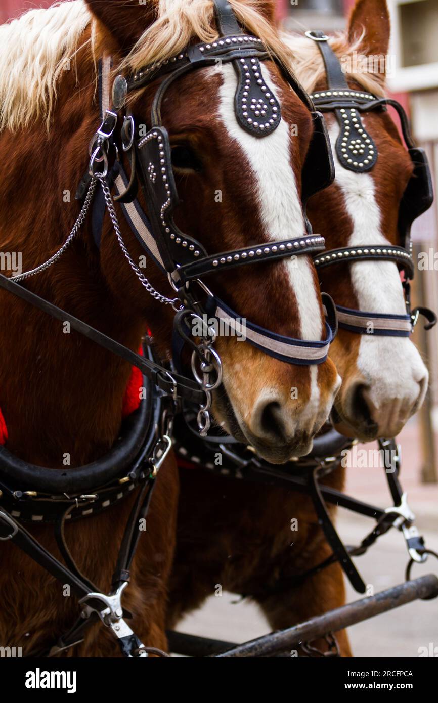 Horse-drawn wagon ride Stock Photo - Alamy