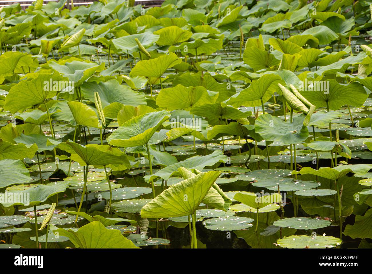 Water lilly leaves in the pond at Baile Felix, Oradea, Romania Stock ...