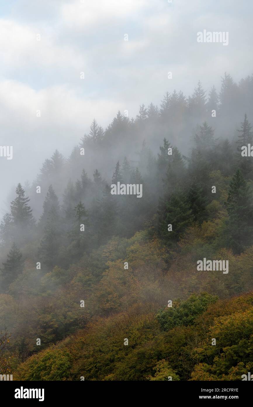 Welsh hillside trees hi-res stock photography and images - Alamy