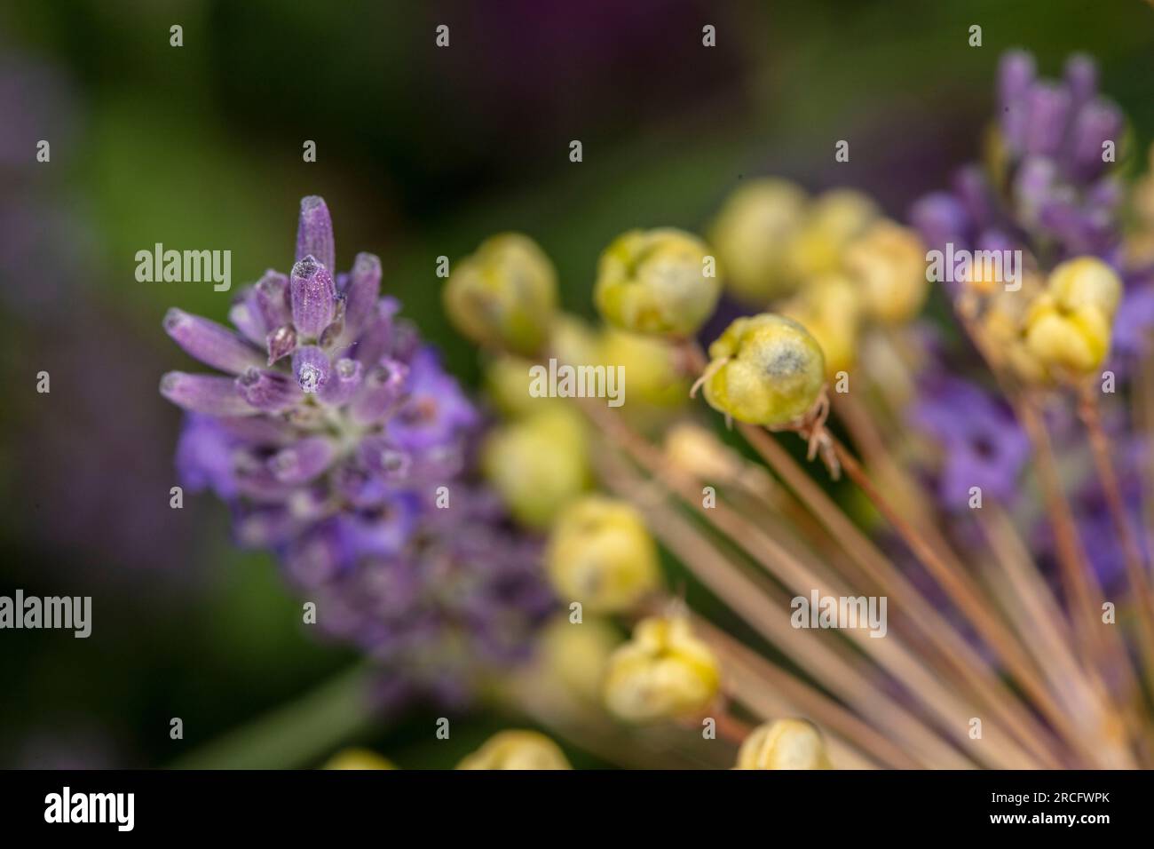 Natural very close up flowering plant portrait of aromatic Lavender ...