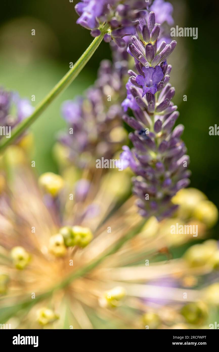Natural very close up flowering plant portrait of aromatic Lavender ...