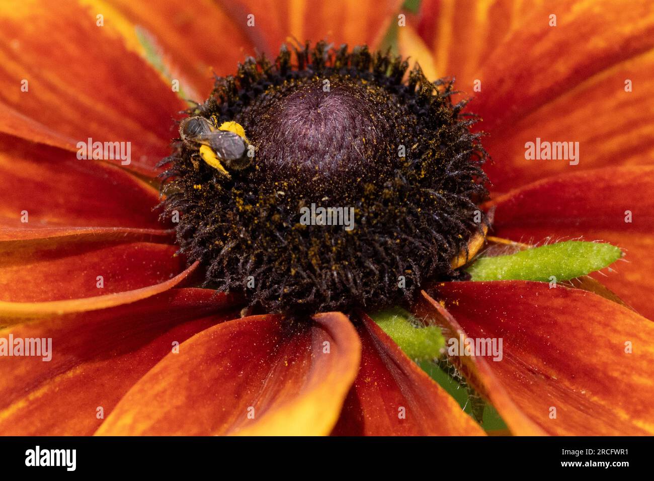 extreme closeup of the center of a black-eyed susan conflower with a ...