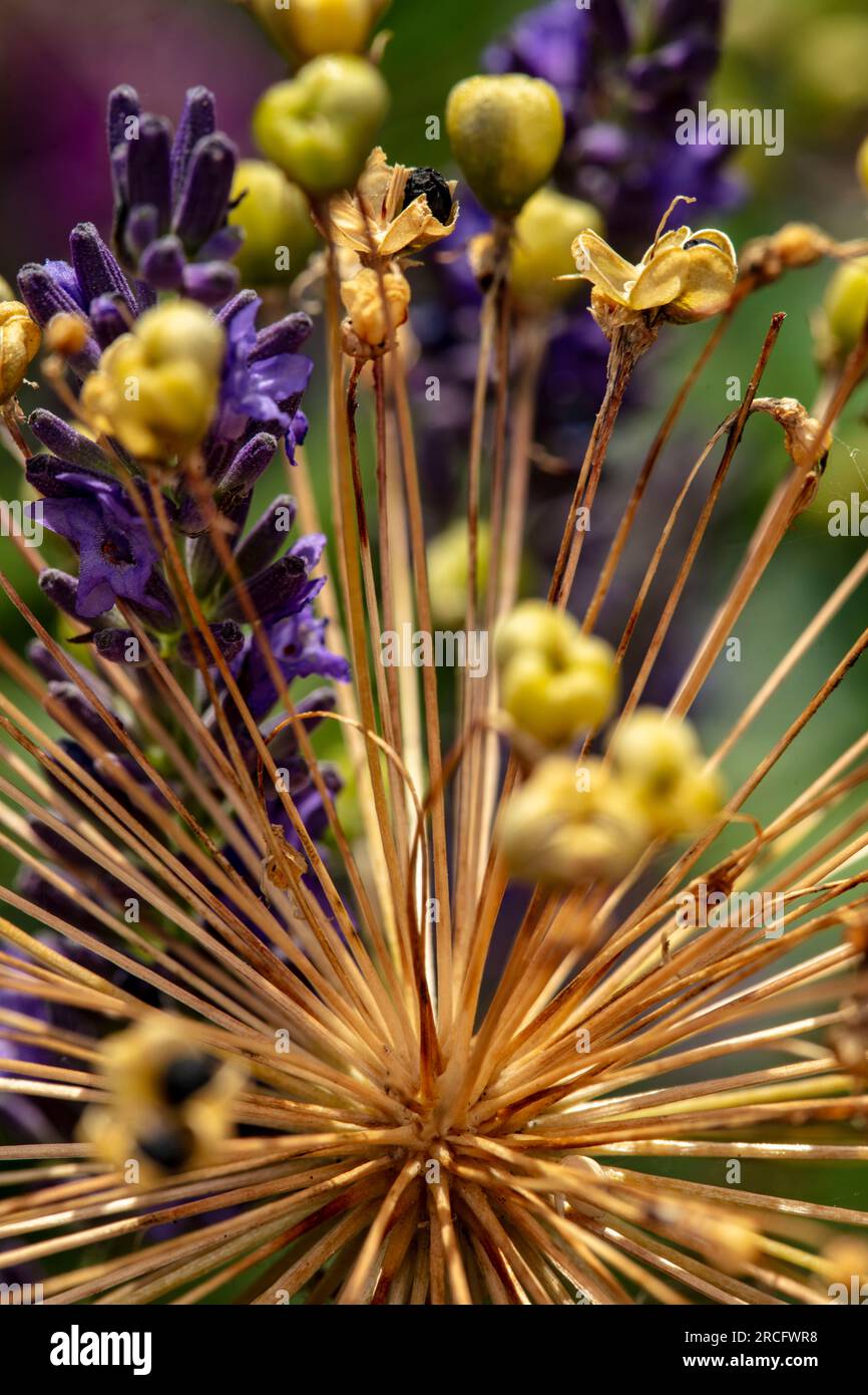 Poster ready macro semi abstract flowering plant portrait of Allium ...