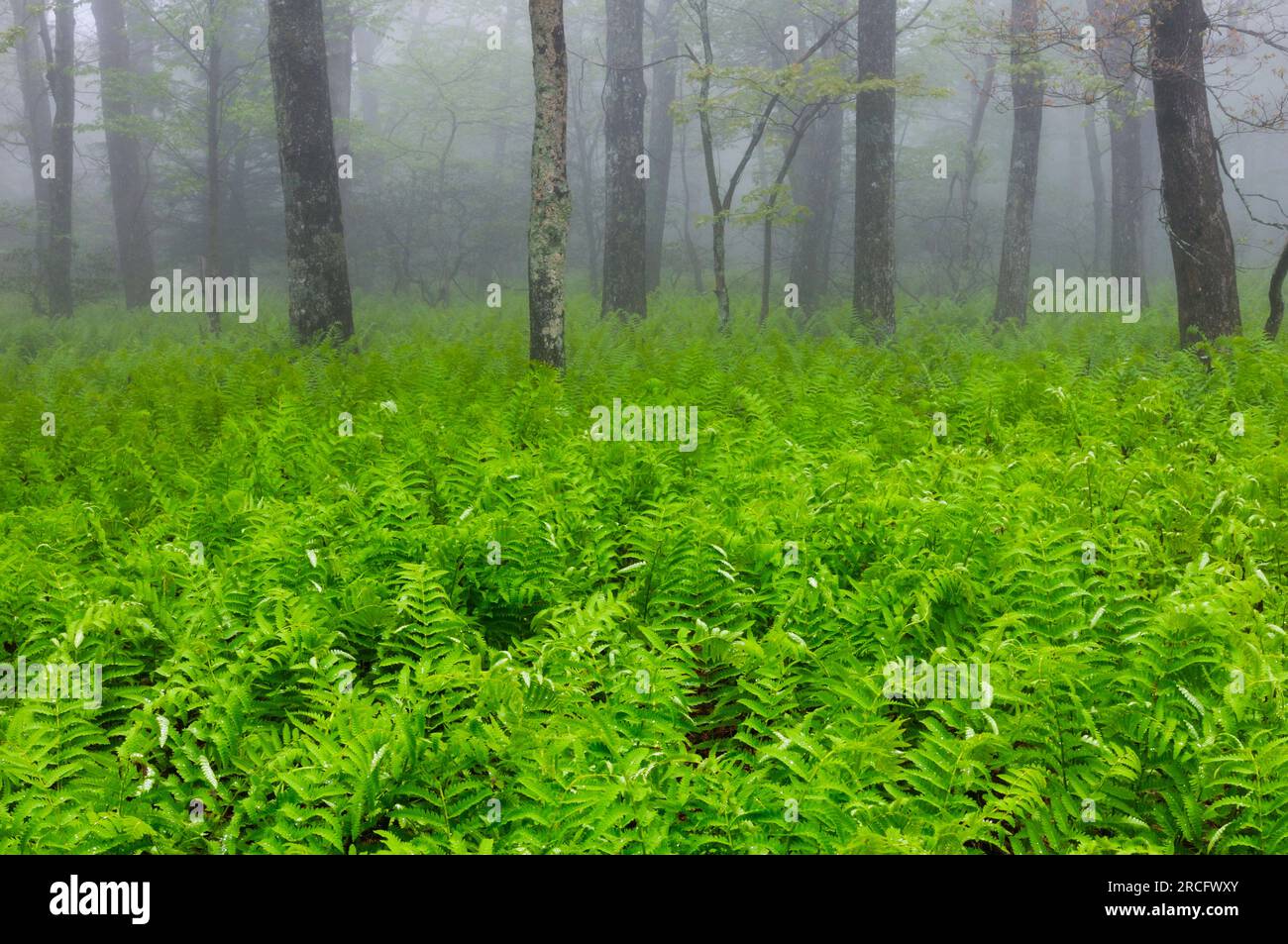 Ferns in forest, Shenandoah National Park, Virginia, USA Stock Photo ...
