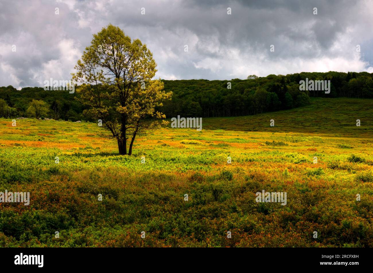 Tree in Big Meadows, Shenandoah National Park, Virginia, USA Stock ...