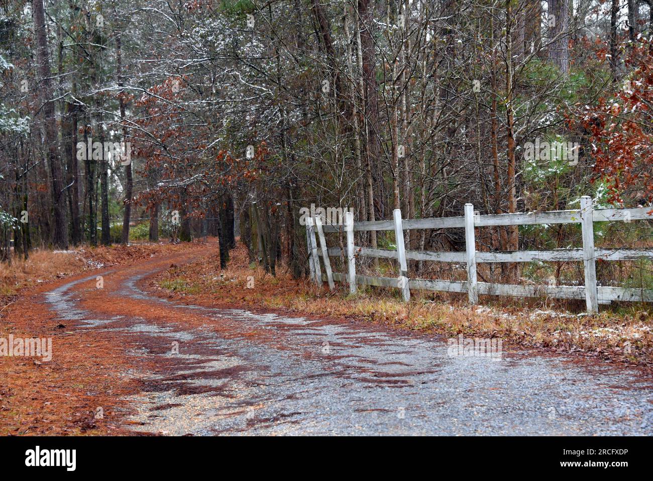 Gravel lane curves around wooden fence and trees. Pine straw almost ...