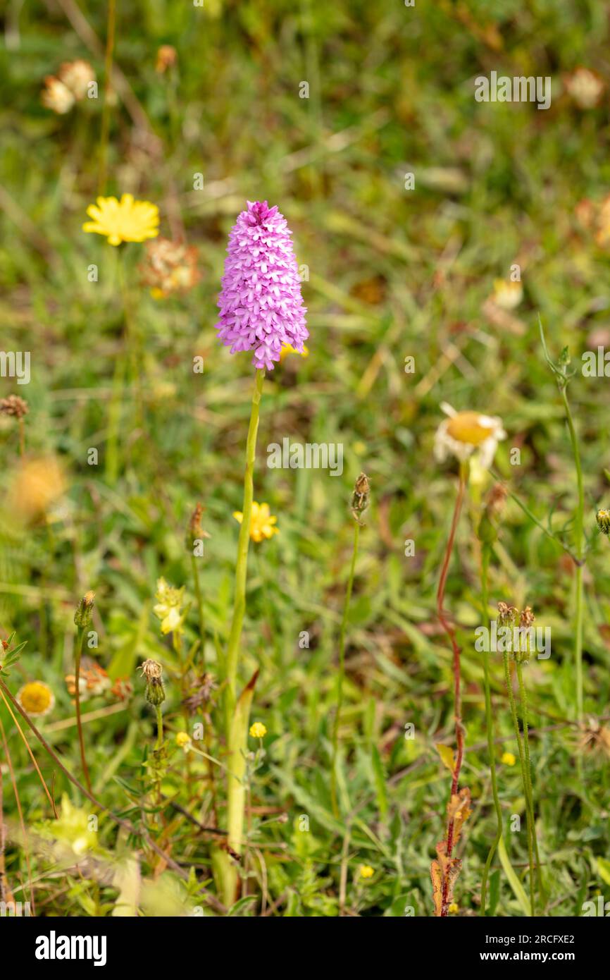 Unassumingly beautiful Anacamptis pyramidalis, pyramidal orchid ...