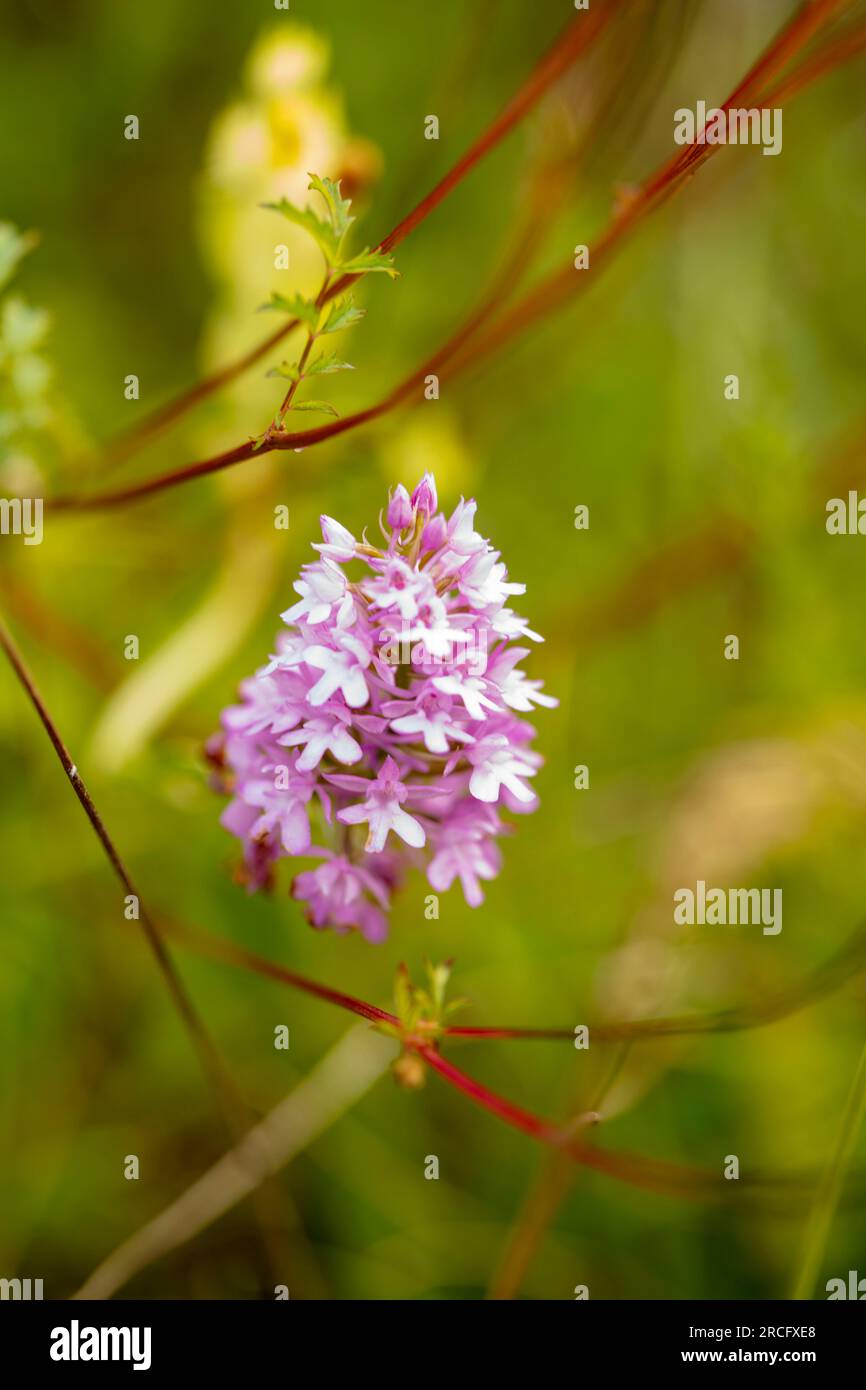 Unassumingly beautiful Anacamptis pyramidalis, pyramidal orchid ...