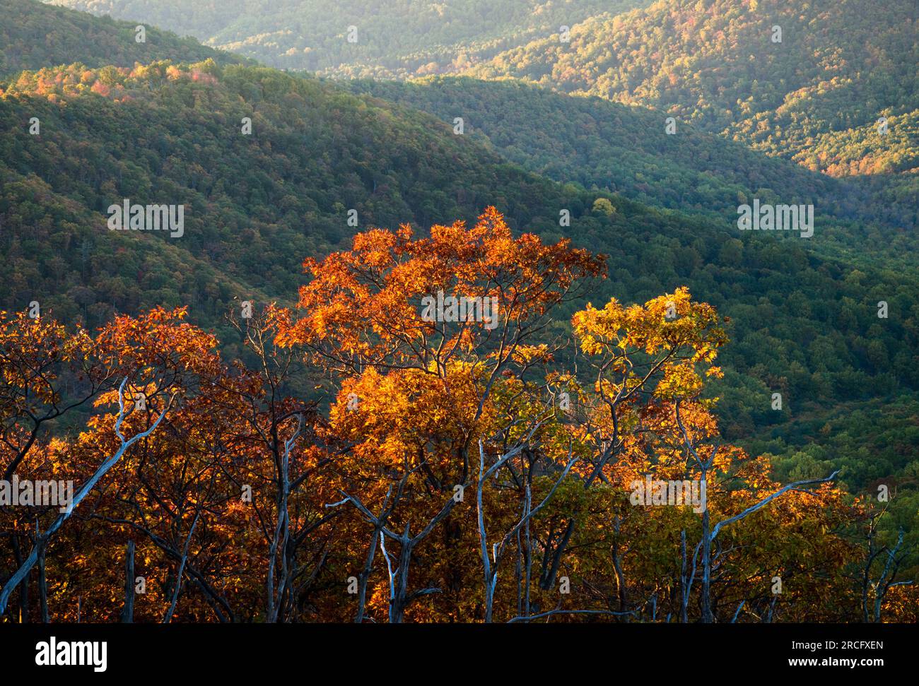 Oak ridge park hi-res stock photography and images - Alamy