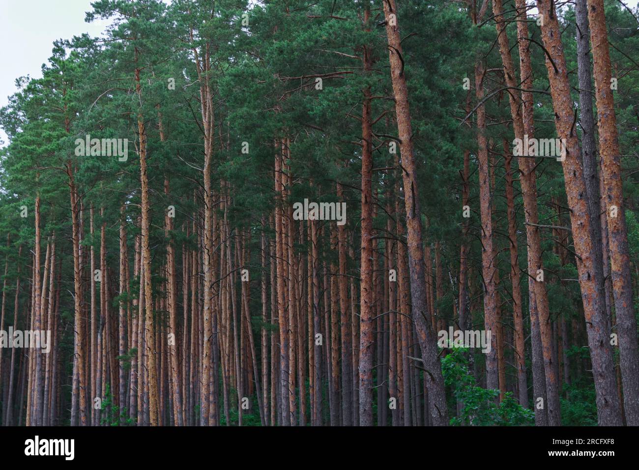 Pine forest, thin tall straight tree trunks and a green, emerald crown Stock Photo - Alamy