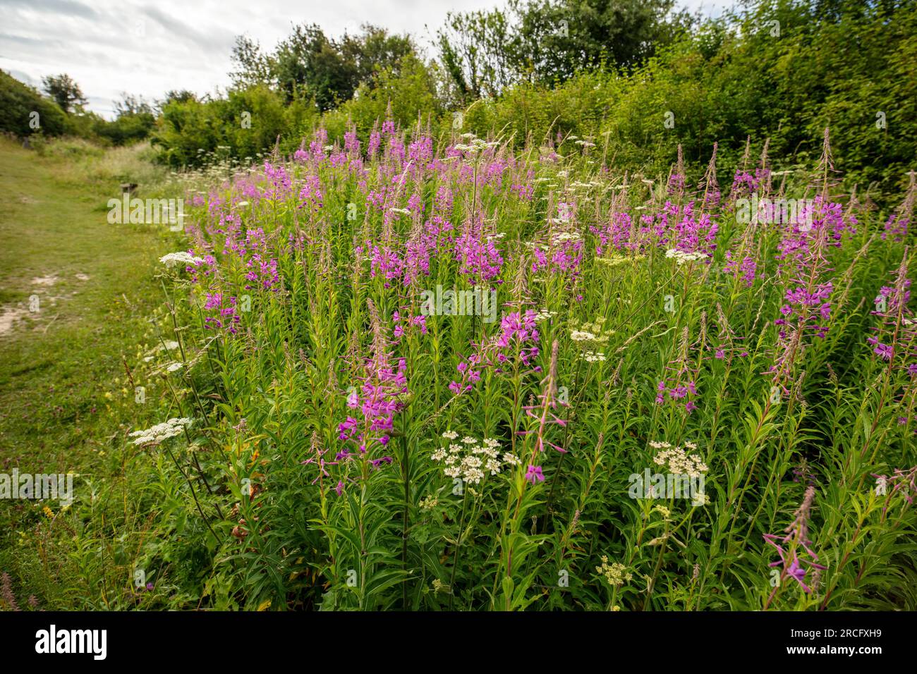 Environmentally important open space landscape in the Surrey Hills Area ...