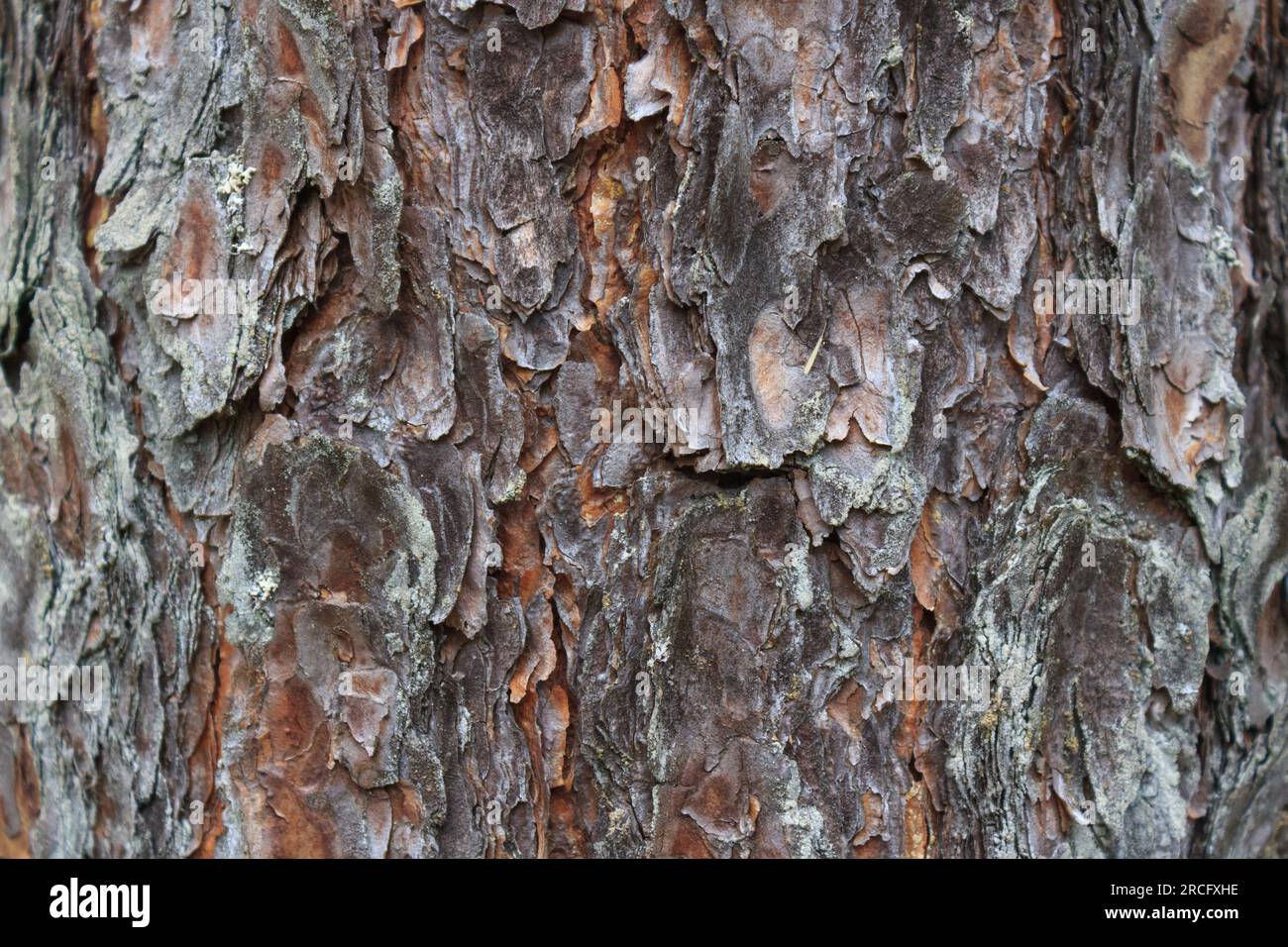 Pine tree bark close-up, natural texture of a young tree Stock Photo ...