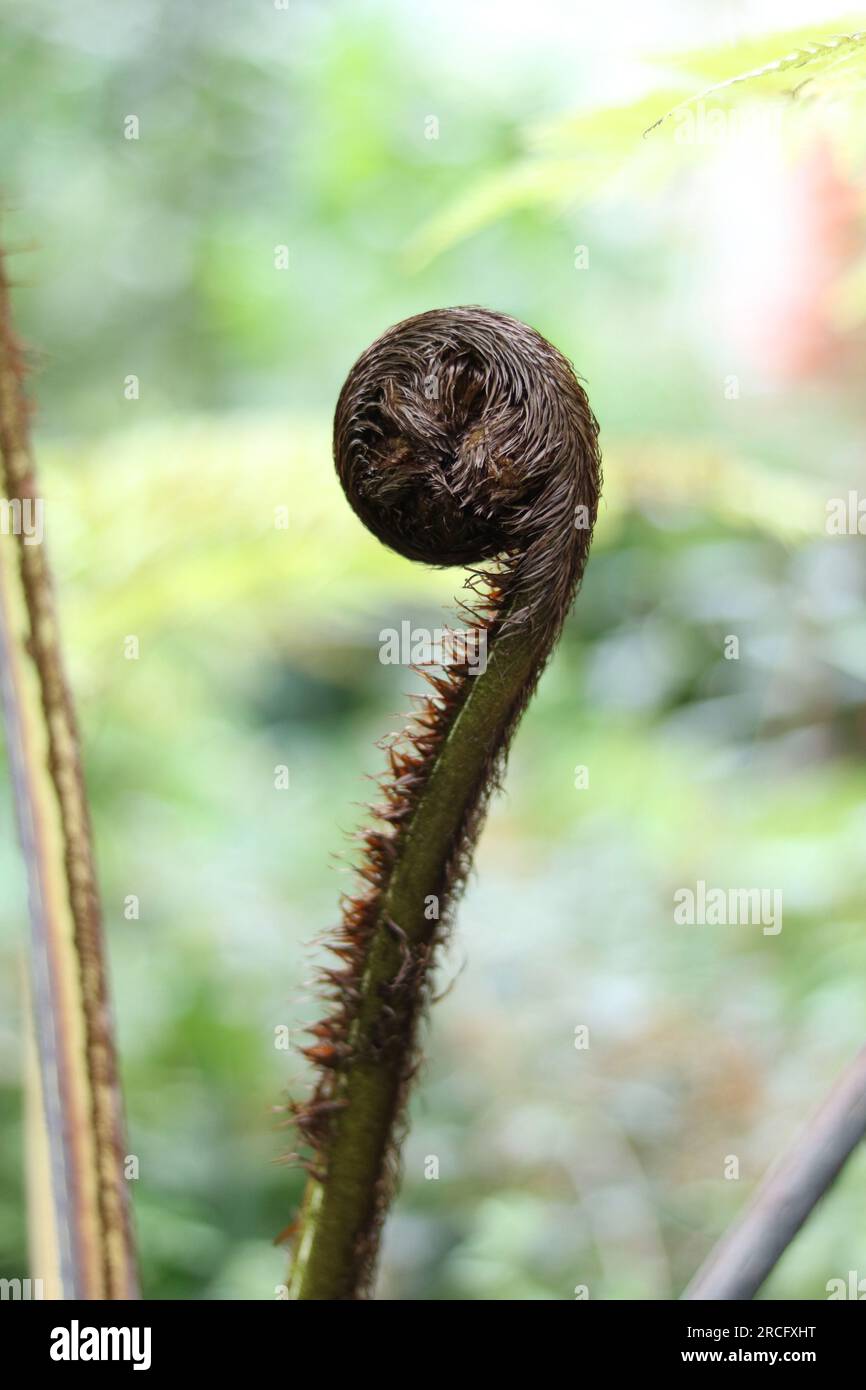 Young fern leaves coiled inside stem of new green shoot Stock Photo - Alamy