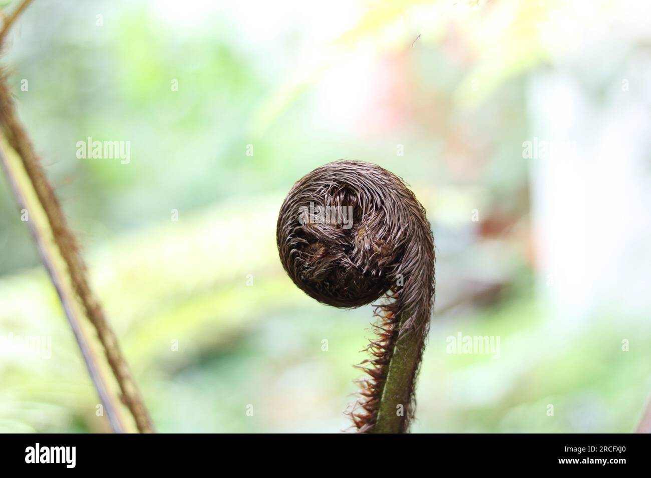 Young fern leaves coiled inside stem of new green shoot Stock Photo - Alamy
