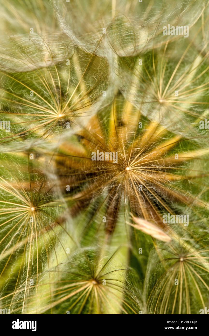 Natural semi close up environmental plant portrait showing intimate ...