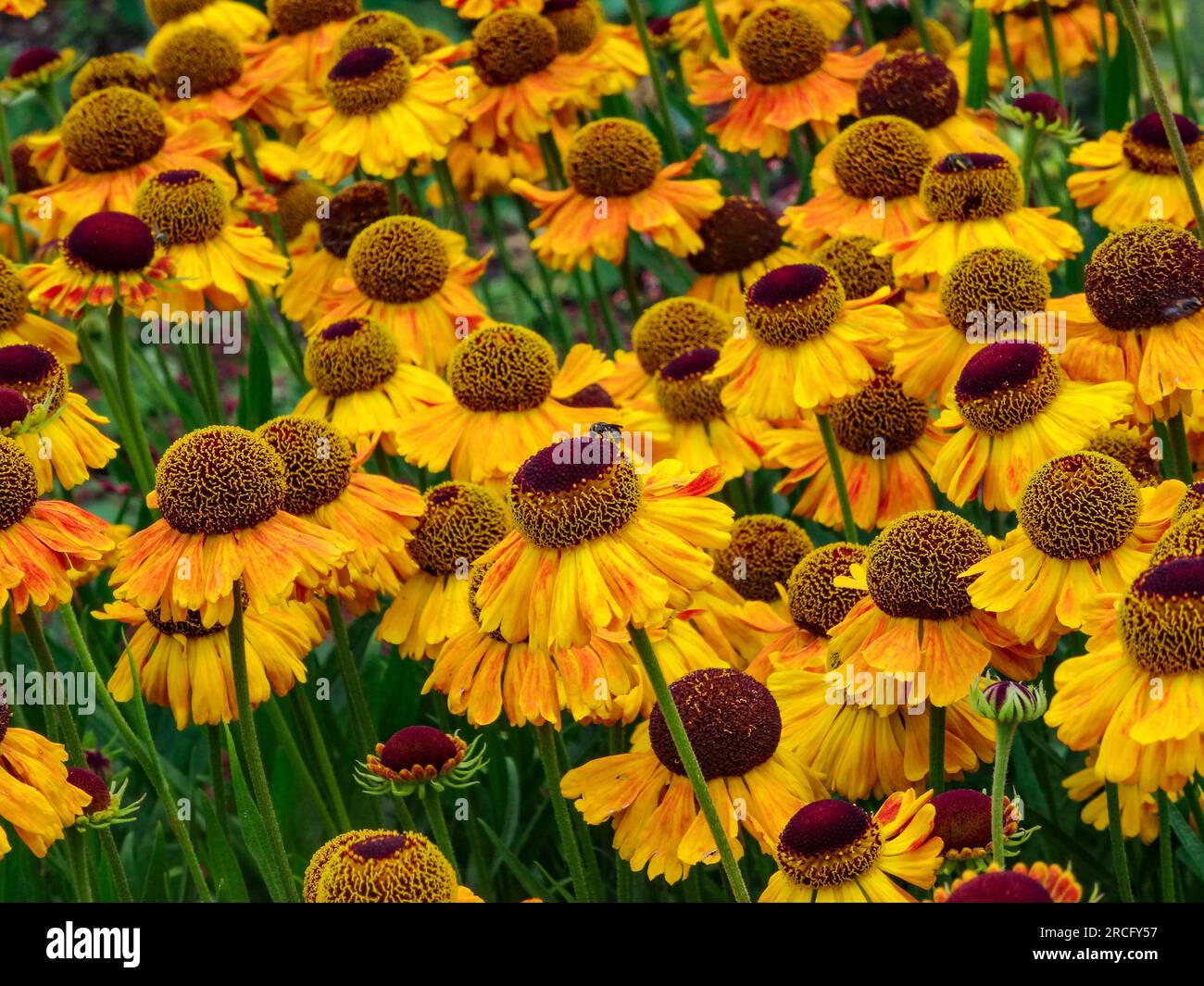 Natural close up flowering plant portrait of Helenium Sahin's early ...