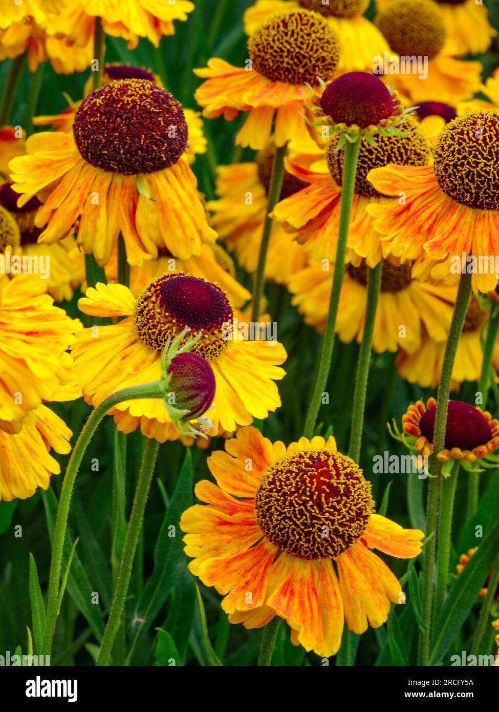 Natural close up flowering plant portrait of Helenium Sahin's early ...