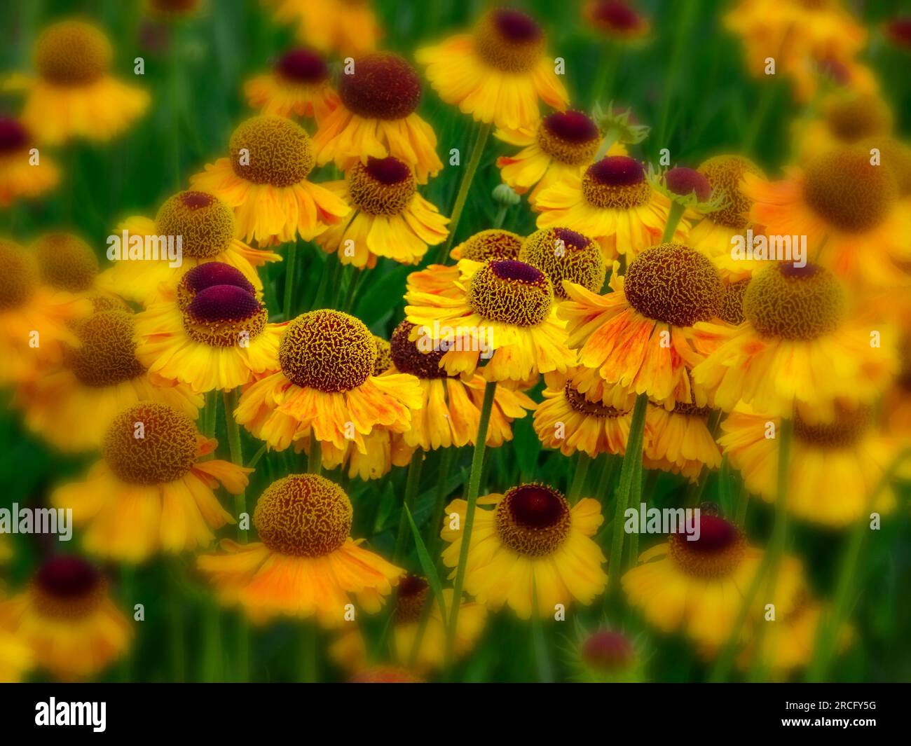 Natural close up flowering plant portrait of Helenium Sahin's early ...