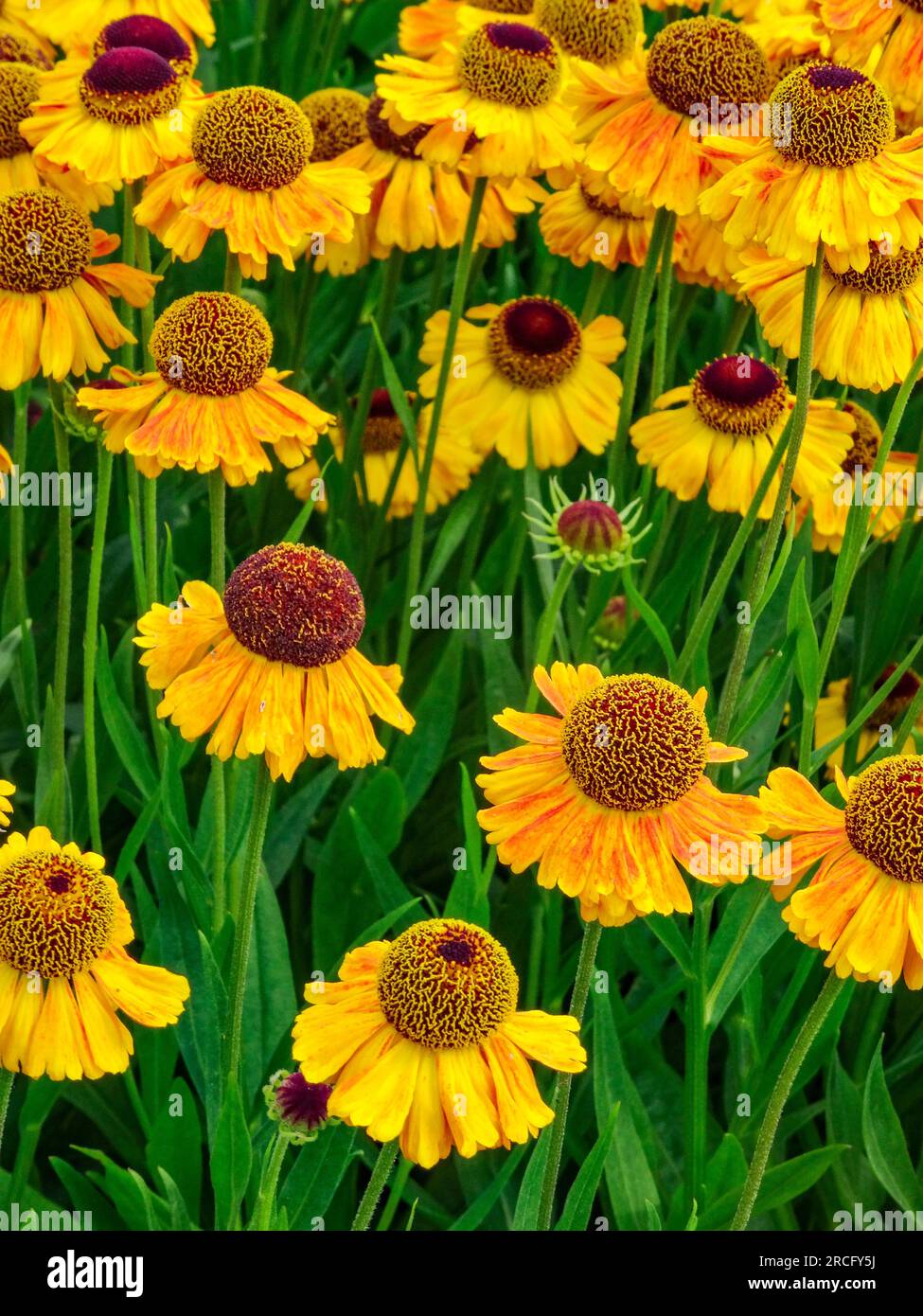 Natural close up flowering plant portrait of Helenium Sahin's early ...