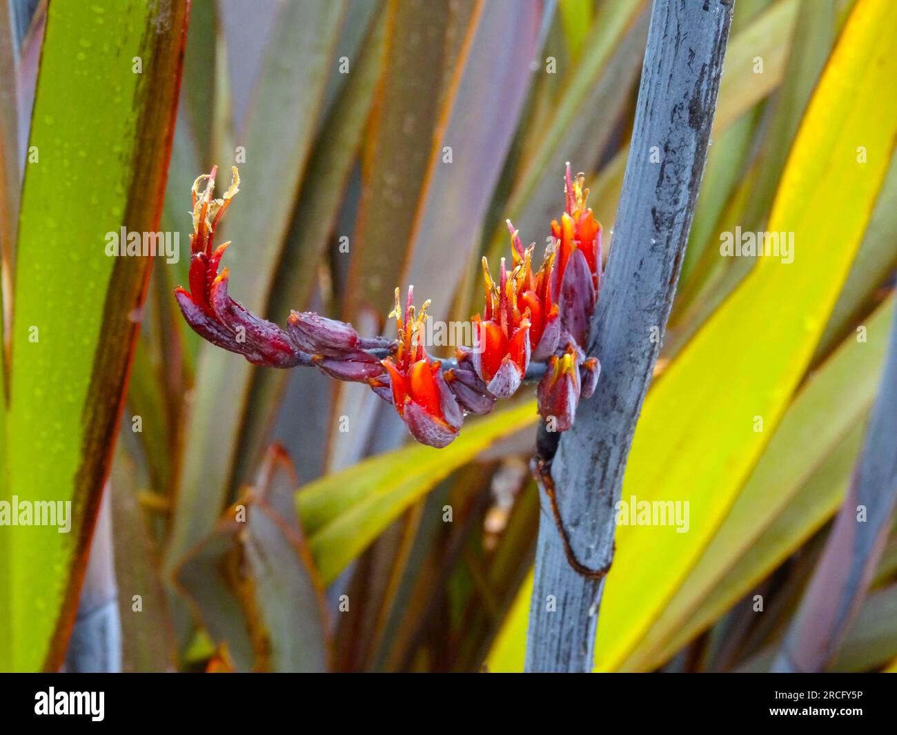 Natural colourful plant abstract of Phormium Tenax 'Purpureum Group ...