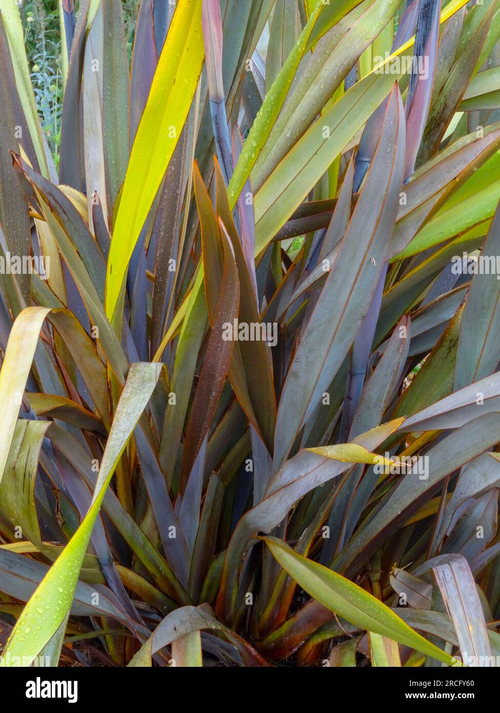 Natural colourful plant abstract of Phormium Tenax 'Purpureum Group ...