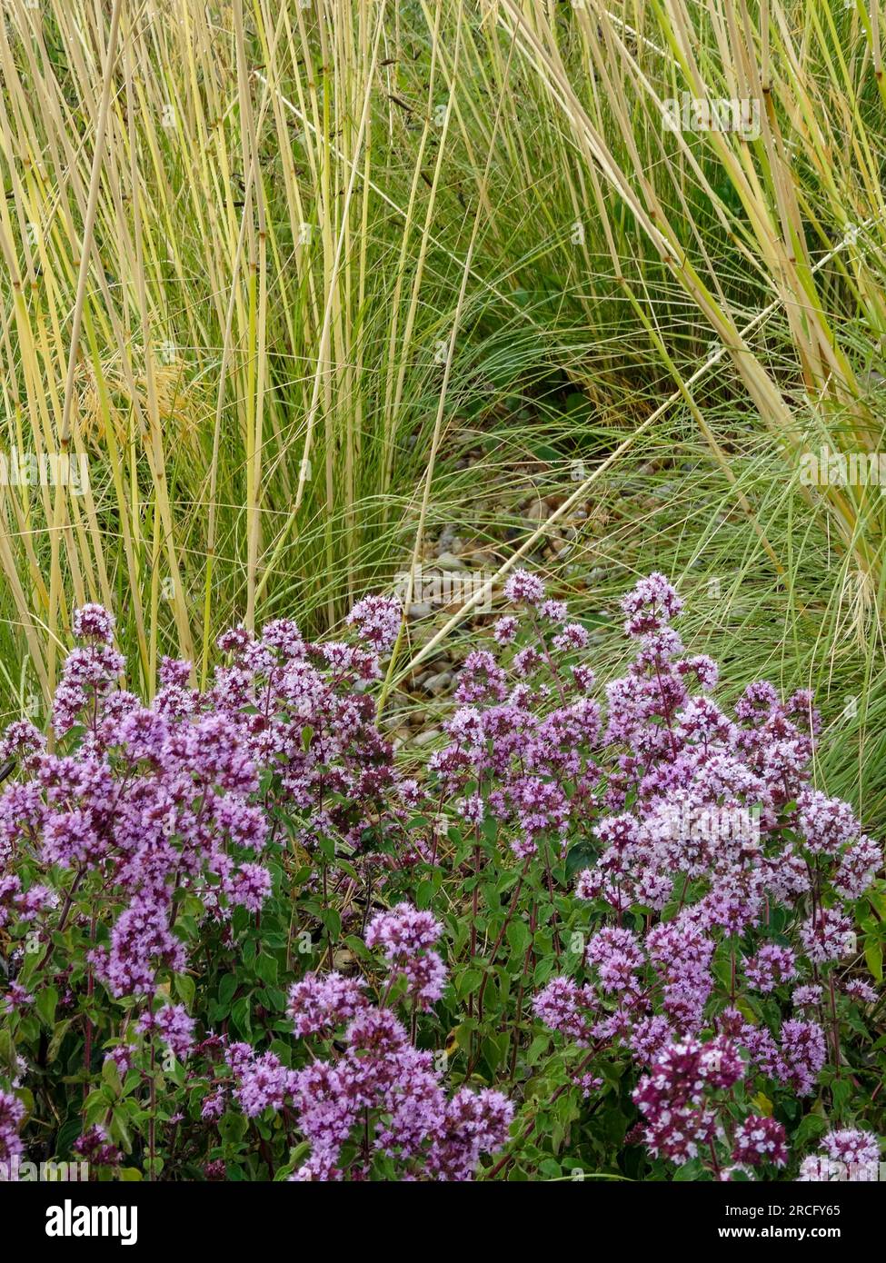 Lovely Origanum Vulgare softened with a background of wispy ornamental ...