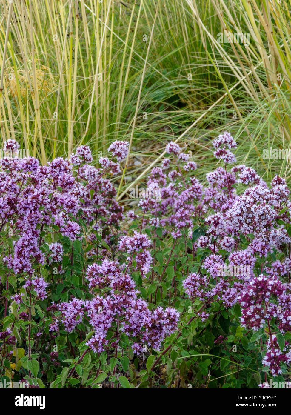 Lovely Origanum Vulgare softened with a background of wispy ornamental ...