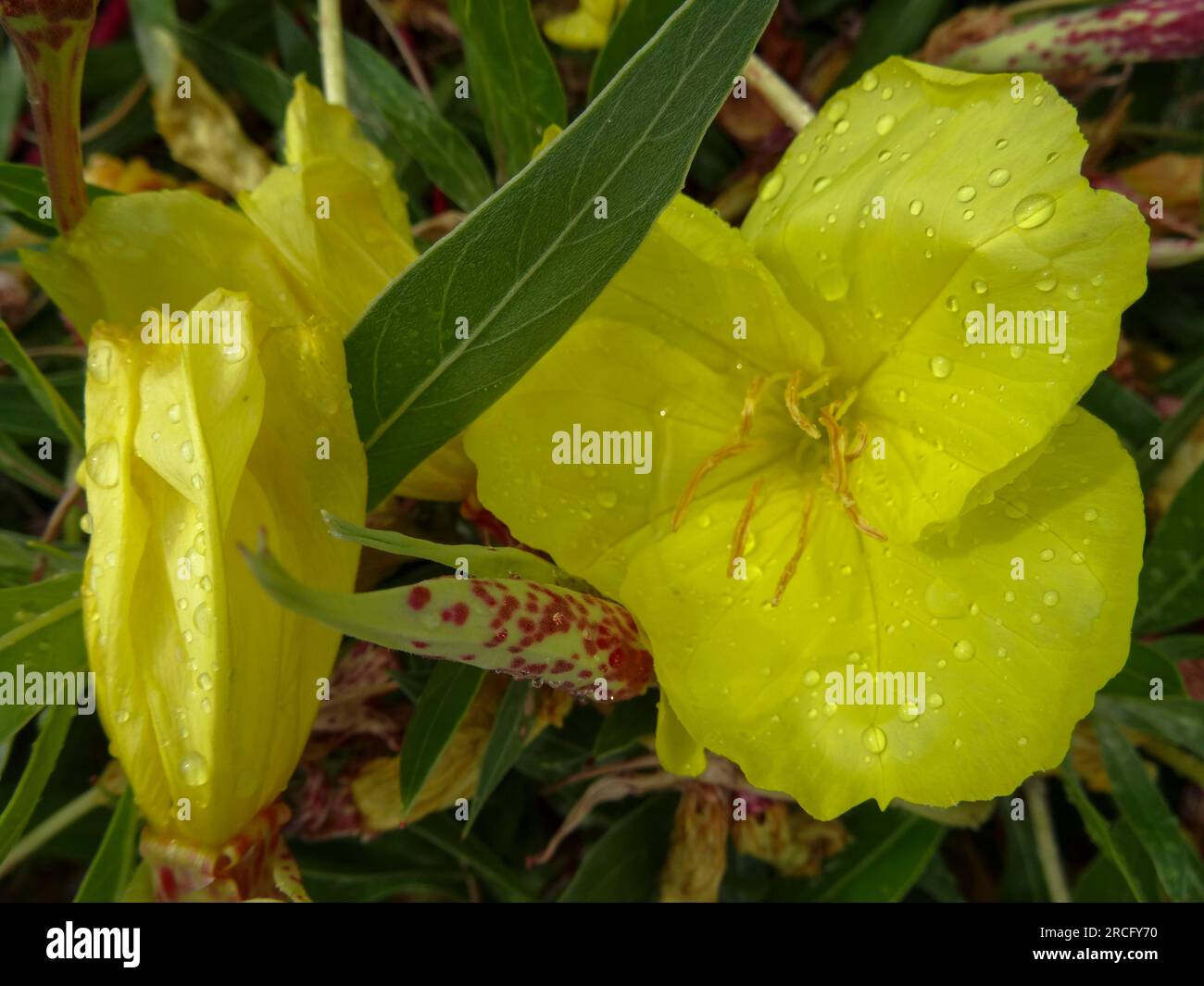 Cute Oenothera macrocarpa, bigfruit evening primrose, Ozark sundrop ...