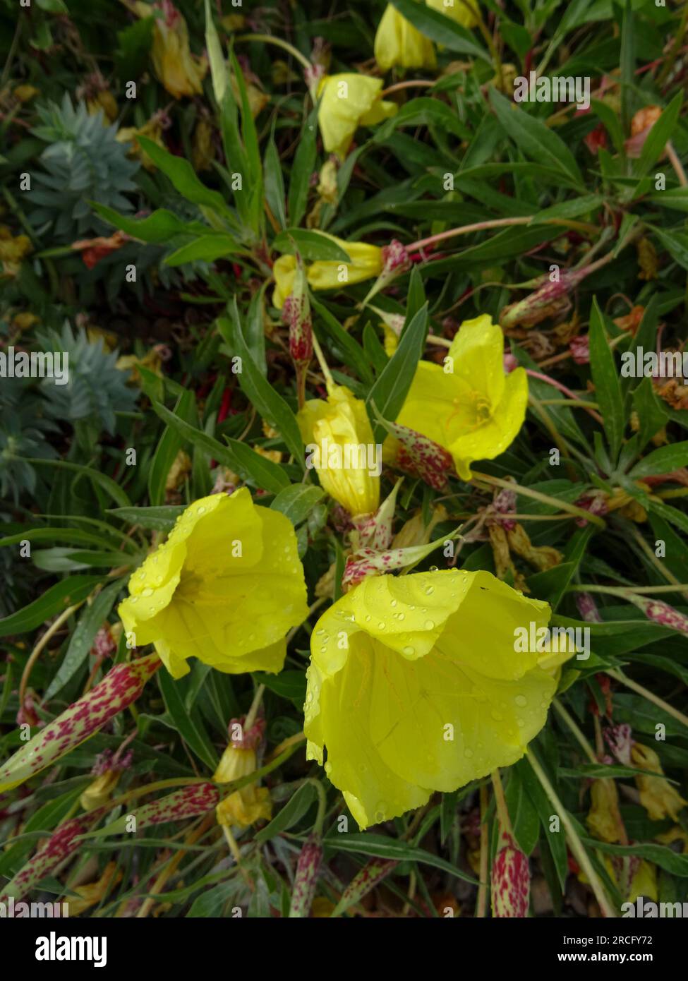 Cute Oenothera macrocarpa, bigfruit evening primrose, Ozark sundrop ...