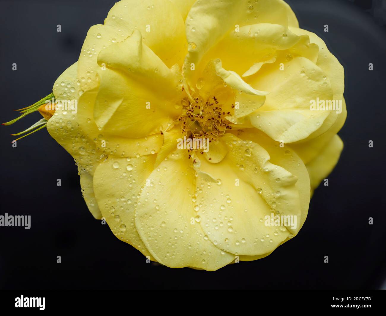 Single glowing yellow rose bloom showing natural patterns. Close up ...