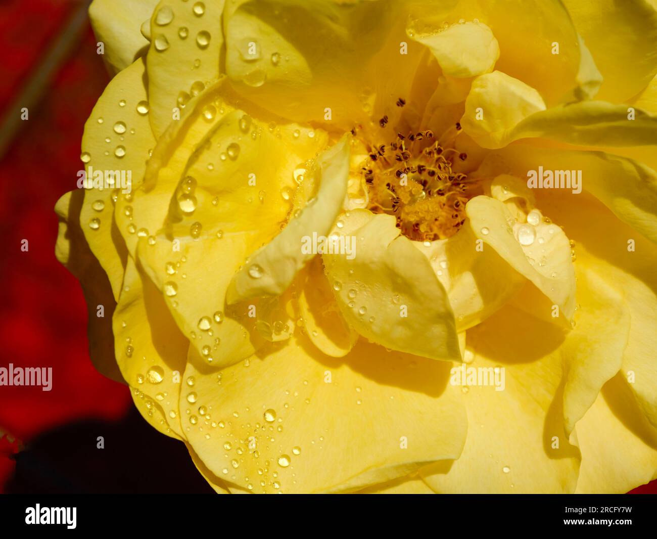 Single glowing yellow rose bloom showing natural patterns. Close up ...