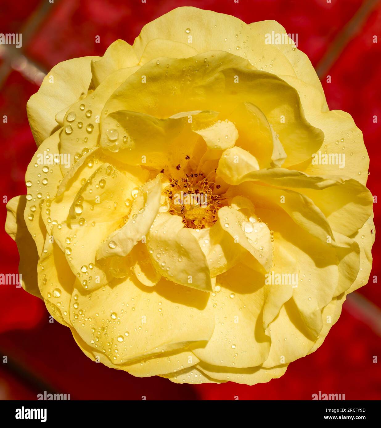 Single glowing yellow rose bloom showing natural patterns. Close up ...