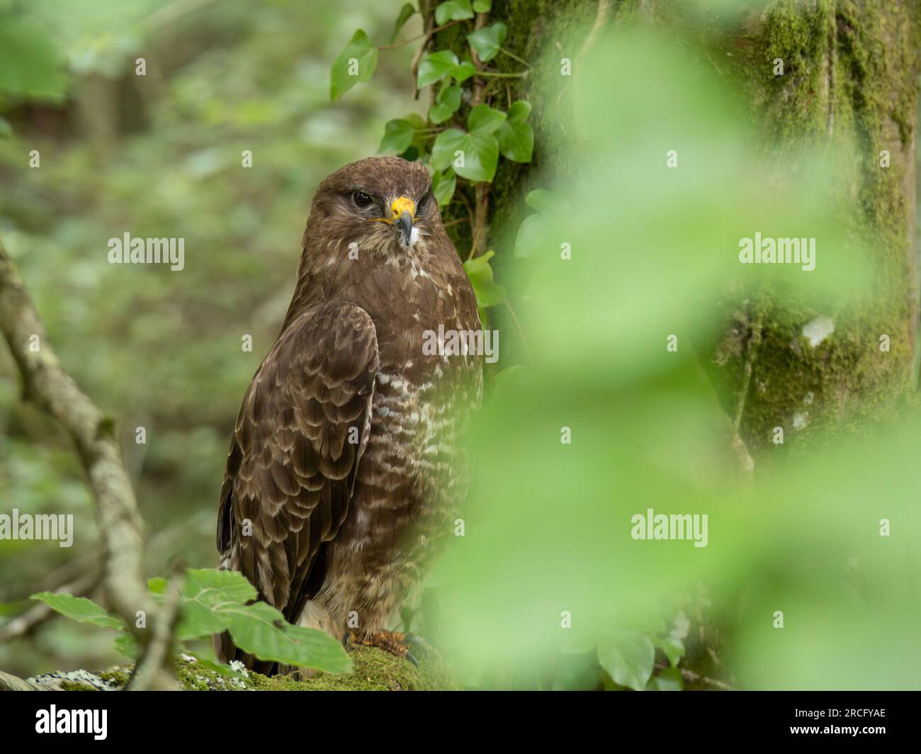 Brown buzzard bird on tree hi-res stock photography and images - Alamy