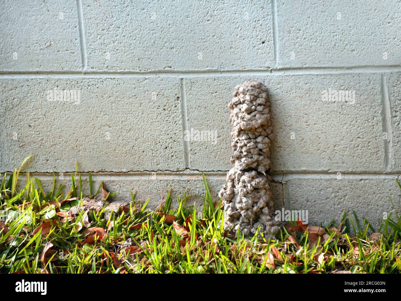 Crawdads have built a tall mound against a grey cinder block wall ...