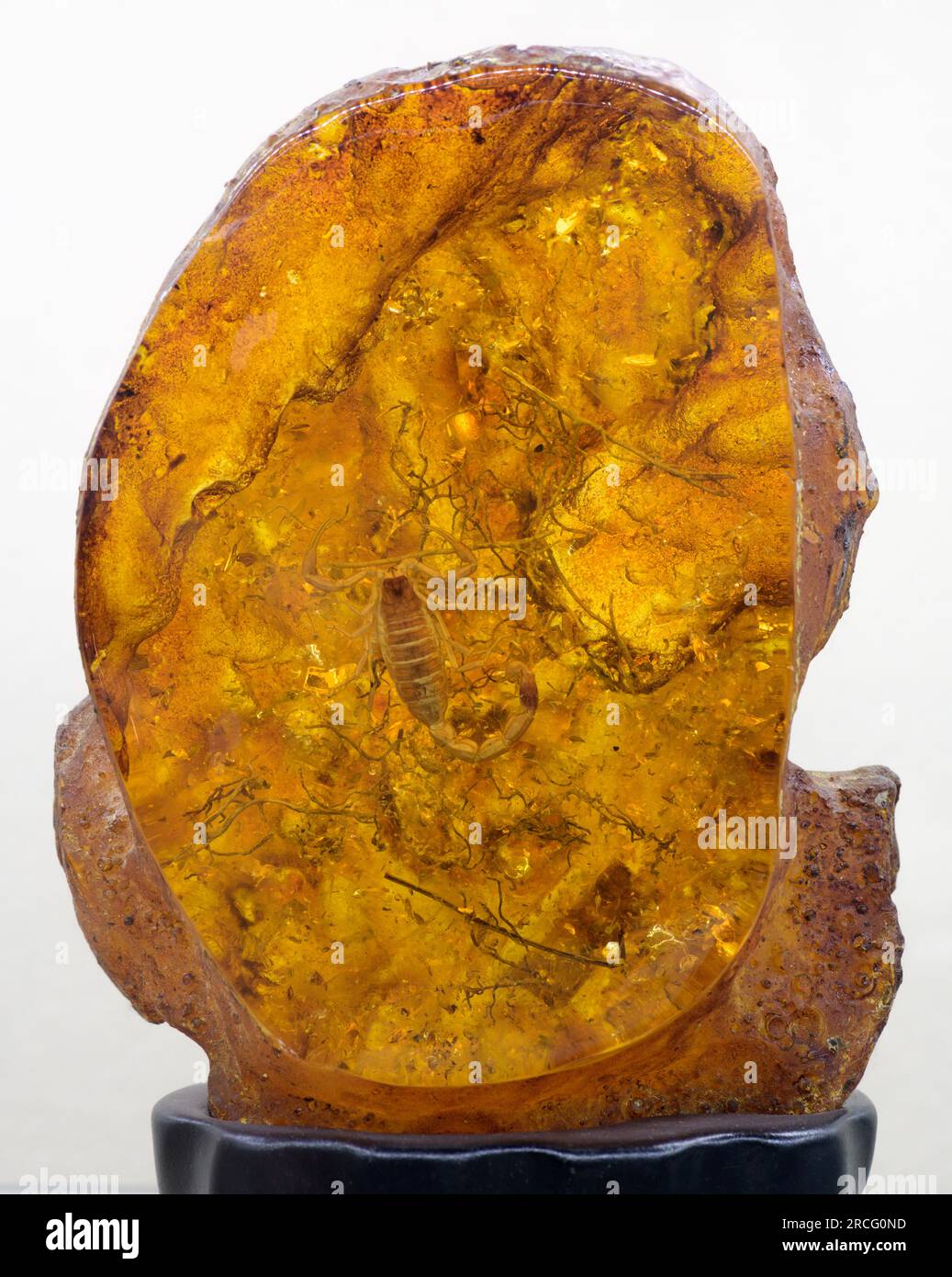 Insect amber fossil hi-res stock photography and images - Alamy