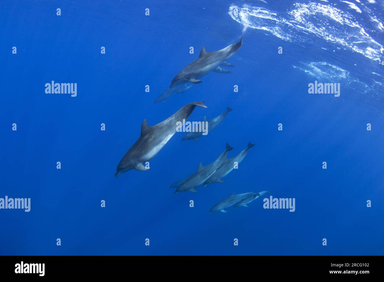 common bottlenose dolphin, tursiops truncatus, Mauritius Stock Photo - Alamy
