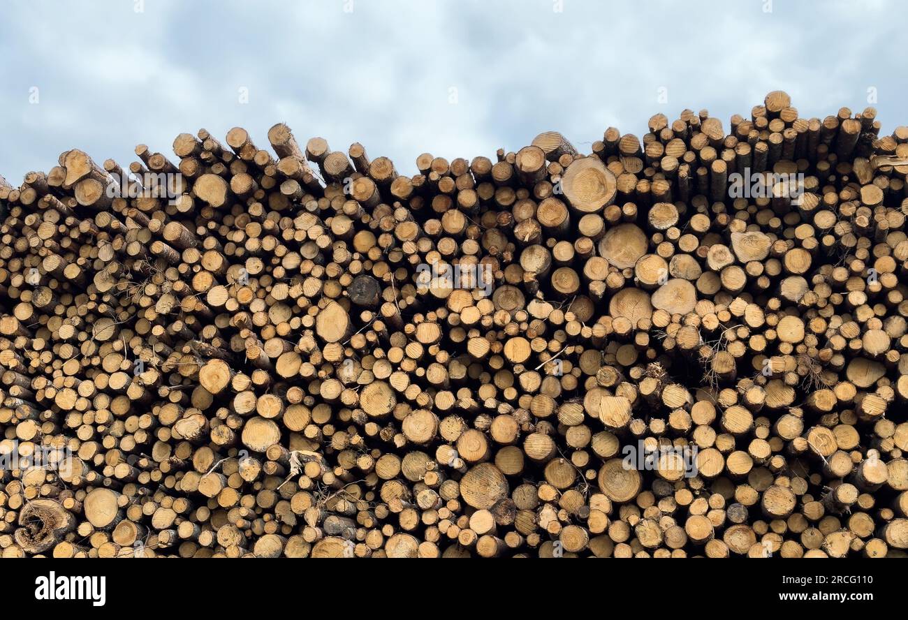 A large number of pine logs stacked neatly in a warehouse in open air ...