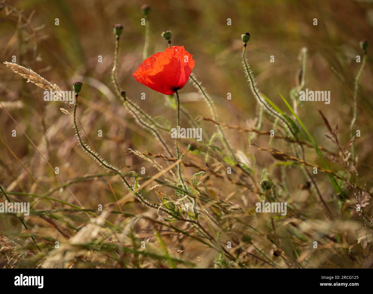 Wind blown poppy hi-res stock photography and images - Alamy