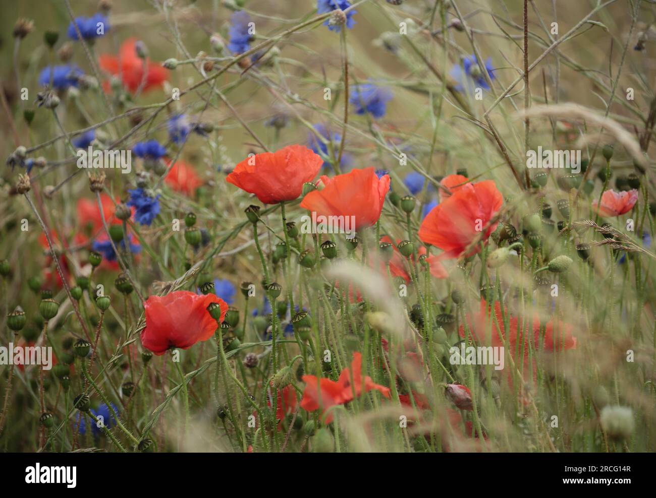 Wind blown poppy hi-res stock photography and images - Alamy